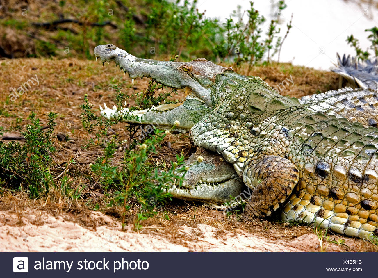 Regulating Temperature High Resolution Stock Photography and Images - Alamy