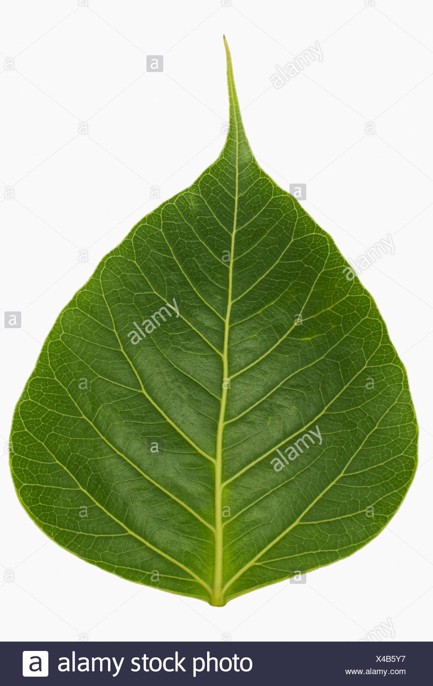 Peepal Leaf High Resolution Stock Photography and Images - Alamy
