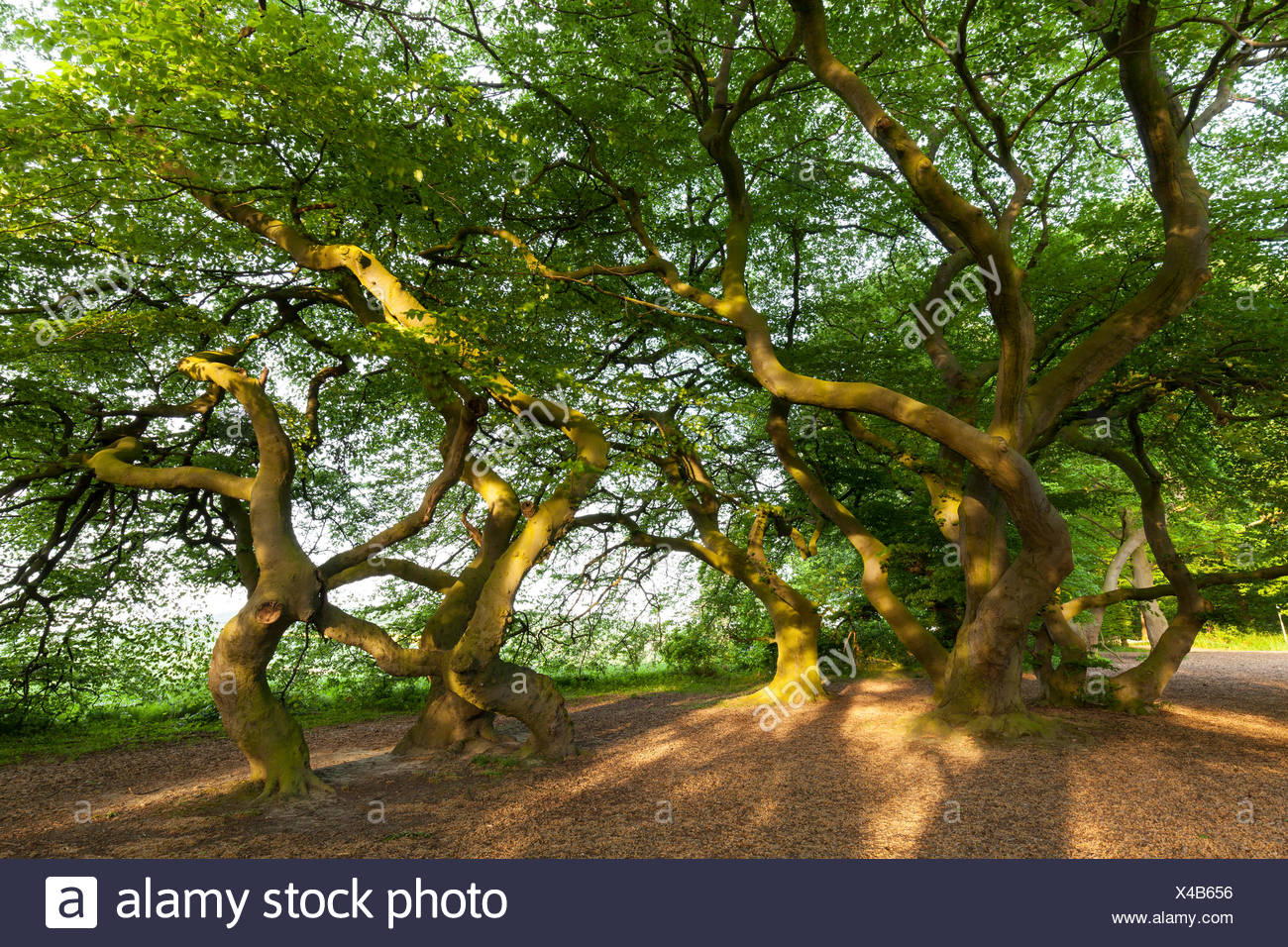 Dwarf Beech Tree High Resolution Stock Photography and Images - Alamy