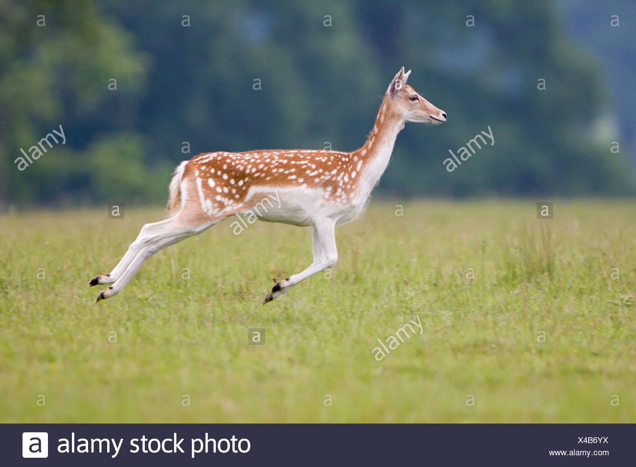 Stotting High Resolution Stock Photography and Images - Alamy