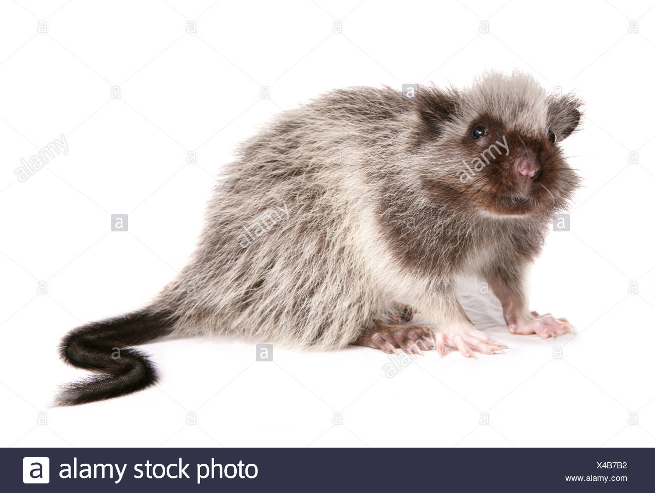 Cloud Rat High Resolution Stock Photography and Images - Alamy