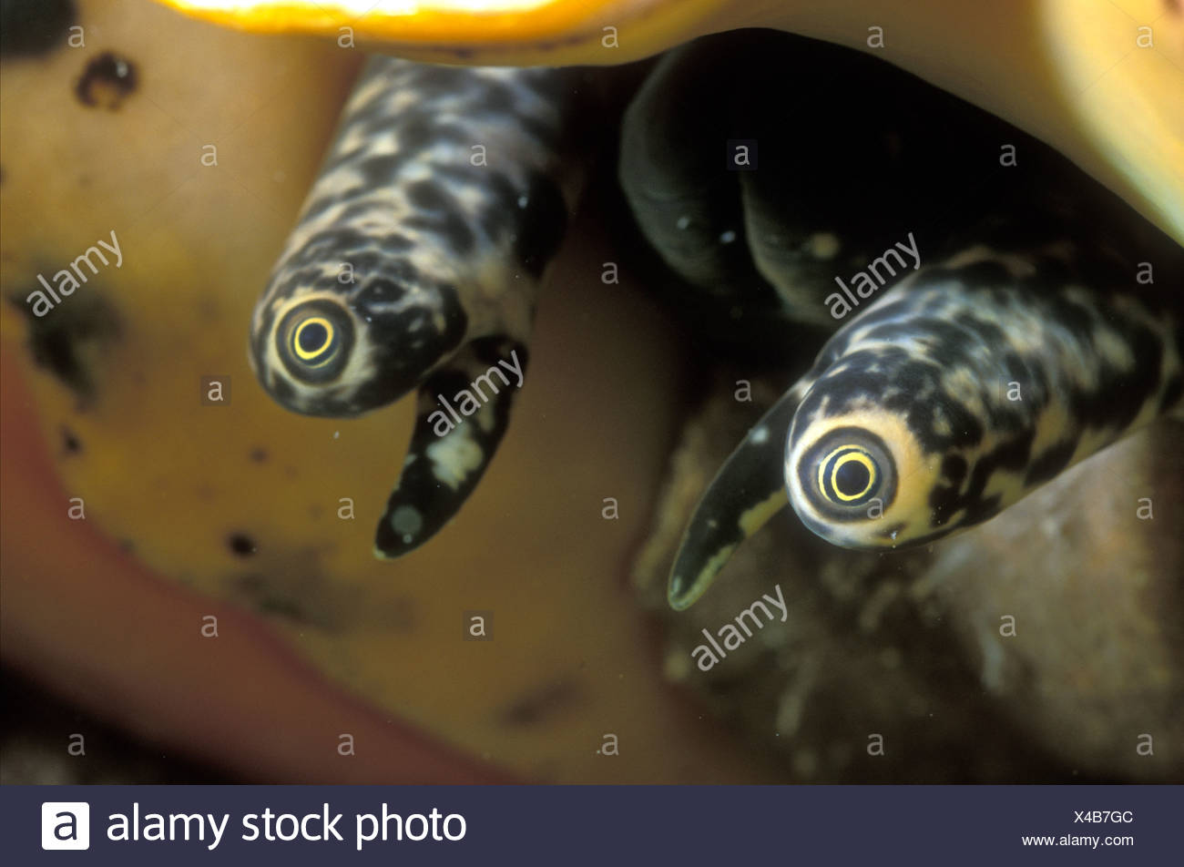 Dvd4 High Resolution Stock Photography and Images - Alamy