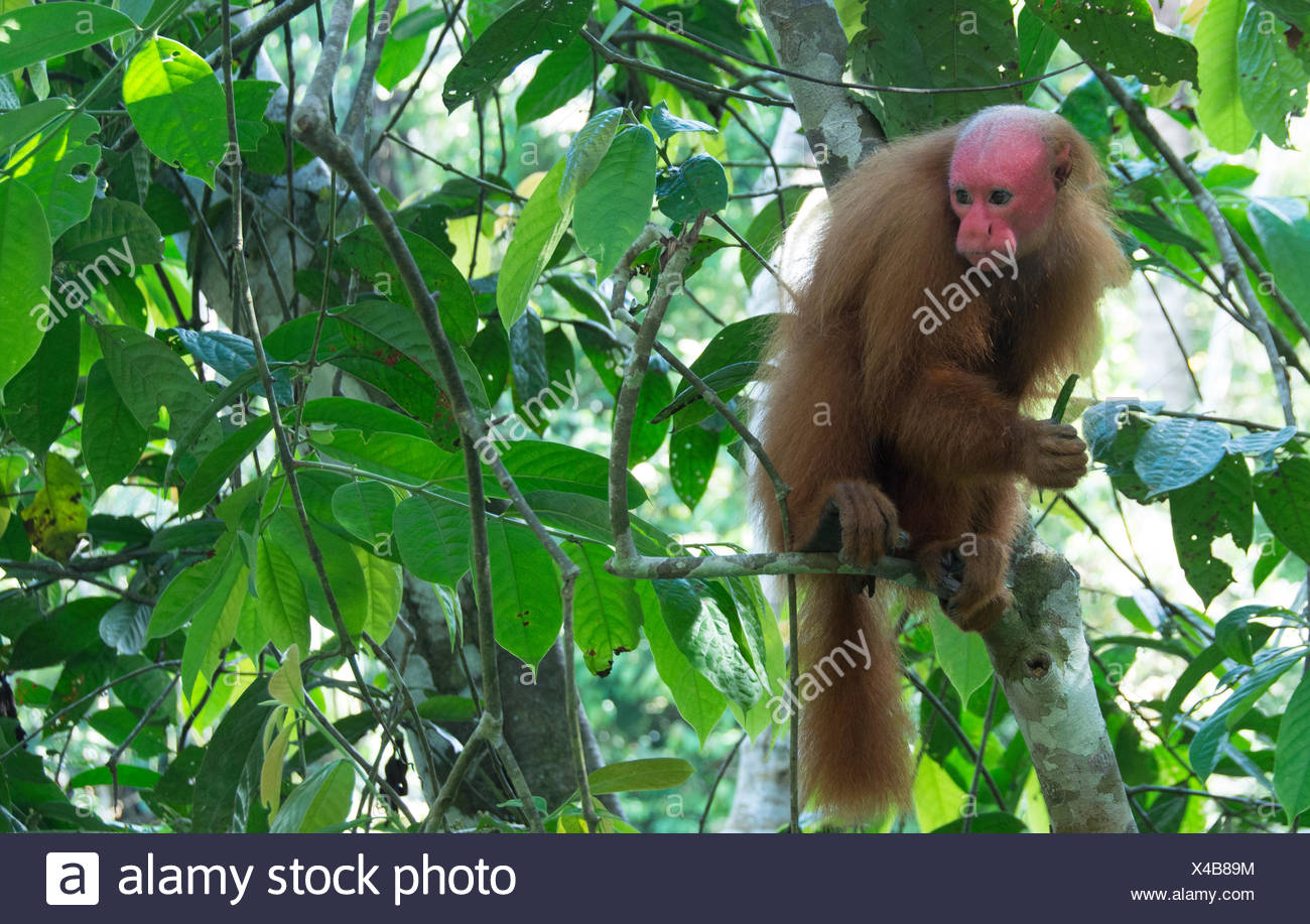 Monkey Amazon River High Resolution Stock Photography and Images - Alamy