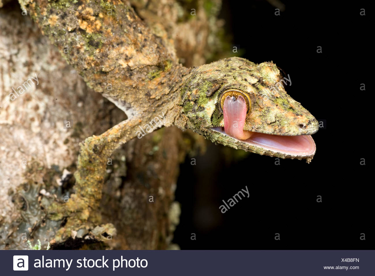 Leaf Tailed Gecko High Resolution Stock Photography and Images - Alamy