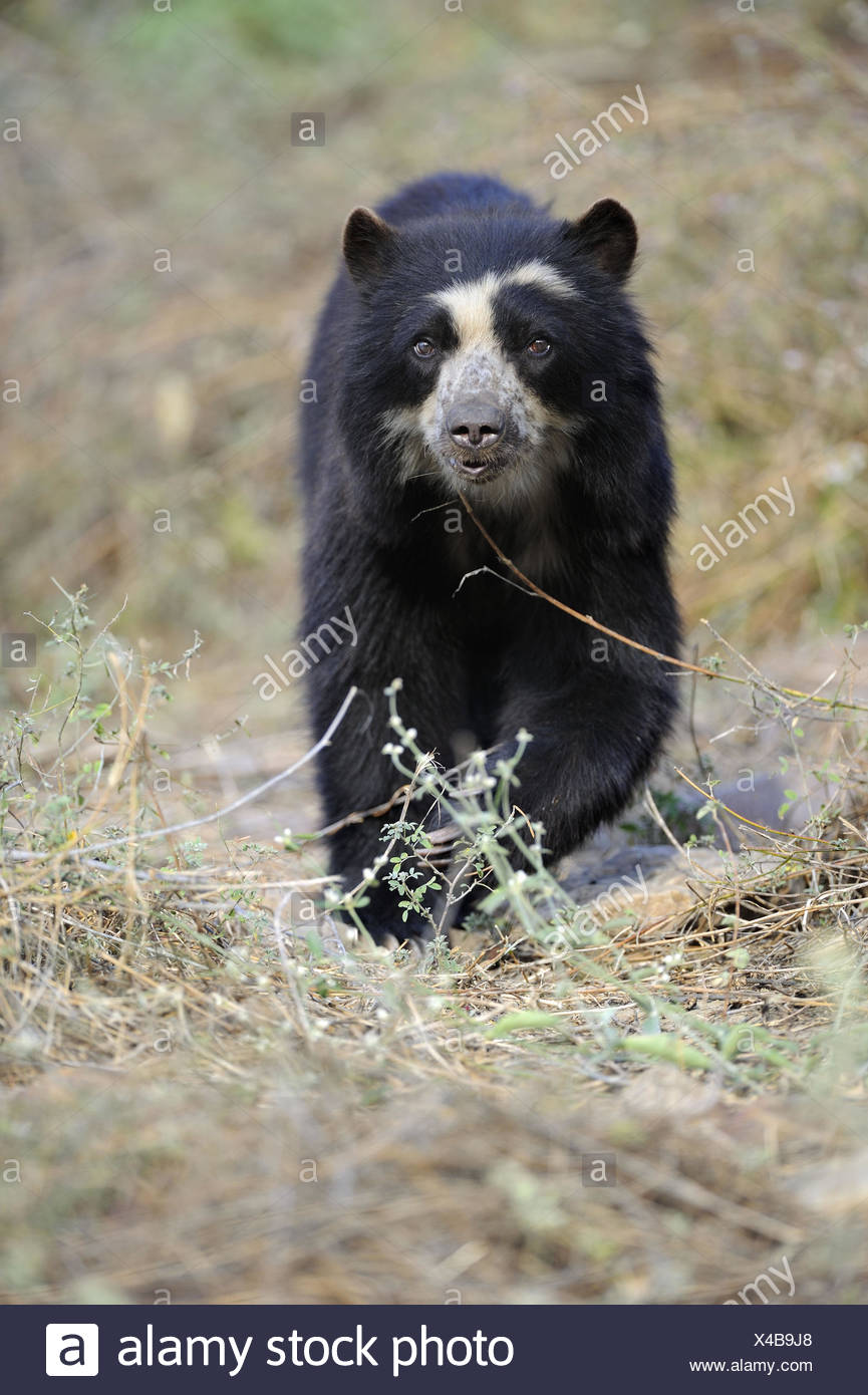 Spectacled Bear Peru High Resolution Stock Photography and Images - Alamy