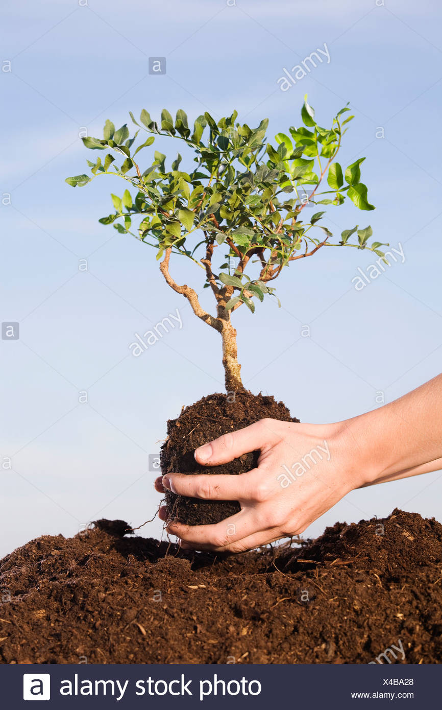 Pistachio Tree Stock Photos & Pistachio Tree Stock Images - Alamy