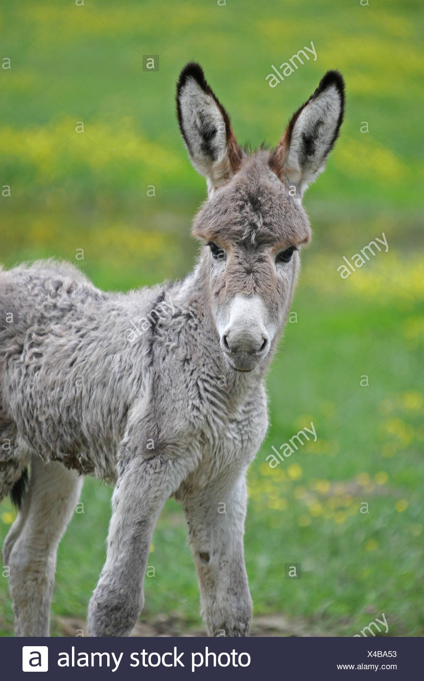Equus Asinus Asinus Donkey Foal High Resolution Stock Photography and ...