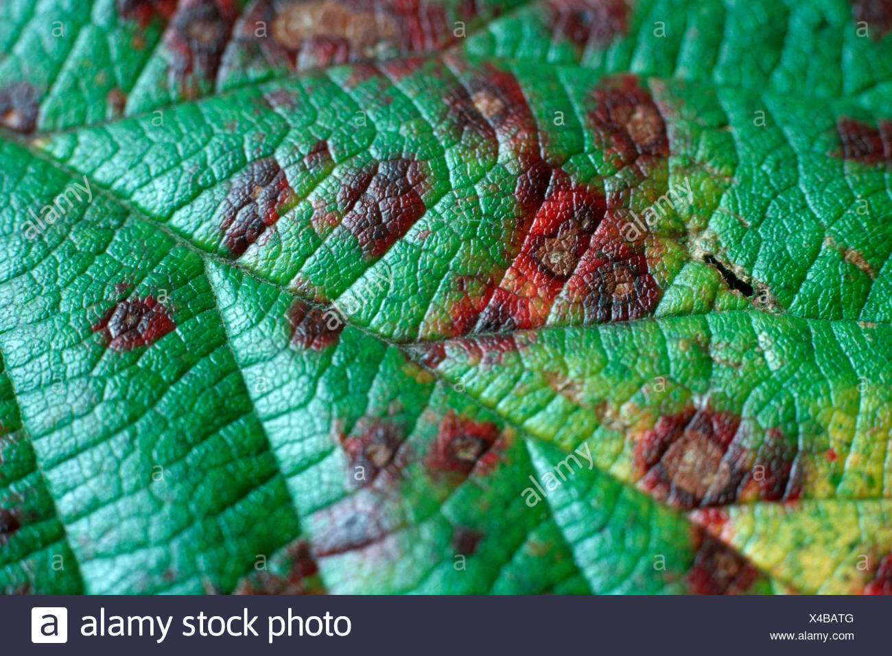Bramble Disease High Resolution Stock Photography and Images - Alamy