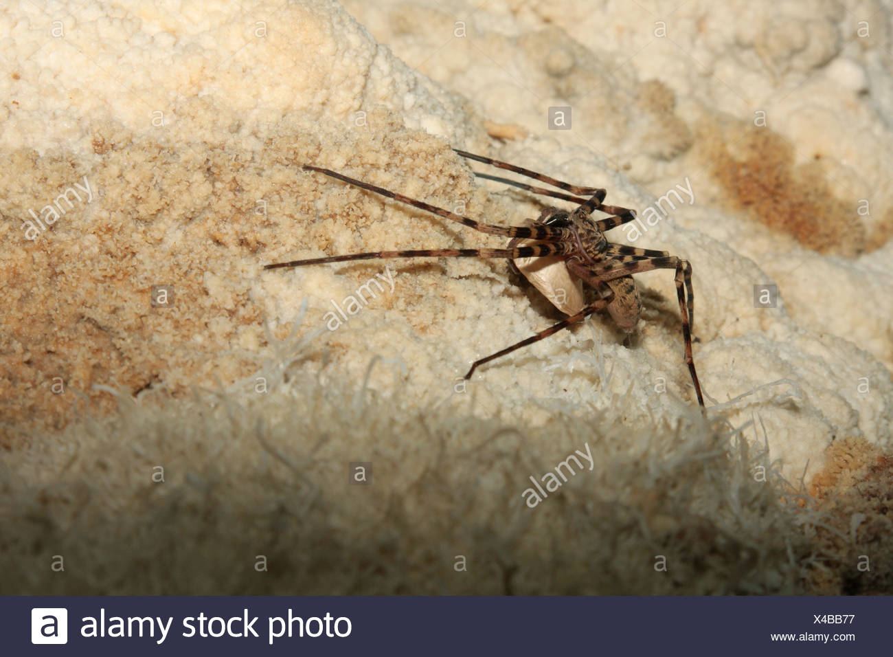 Spiders Of Southeast Asia Stock Photos & Spiders Of Southeast Asia ...