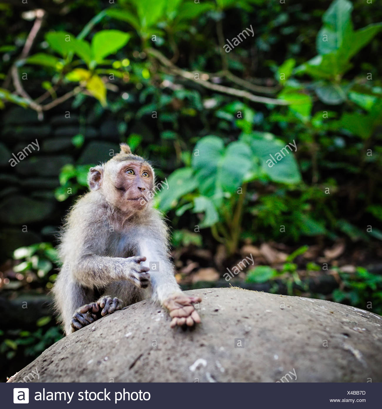 Begging With Monkey High Resolution Stock Photography and Images - Alamy