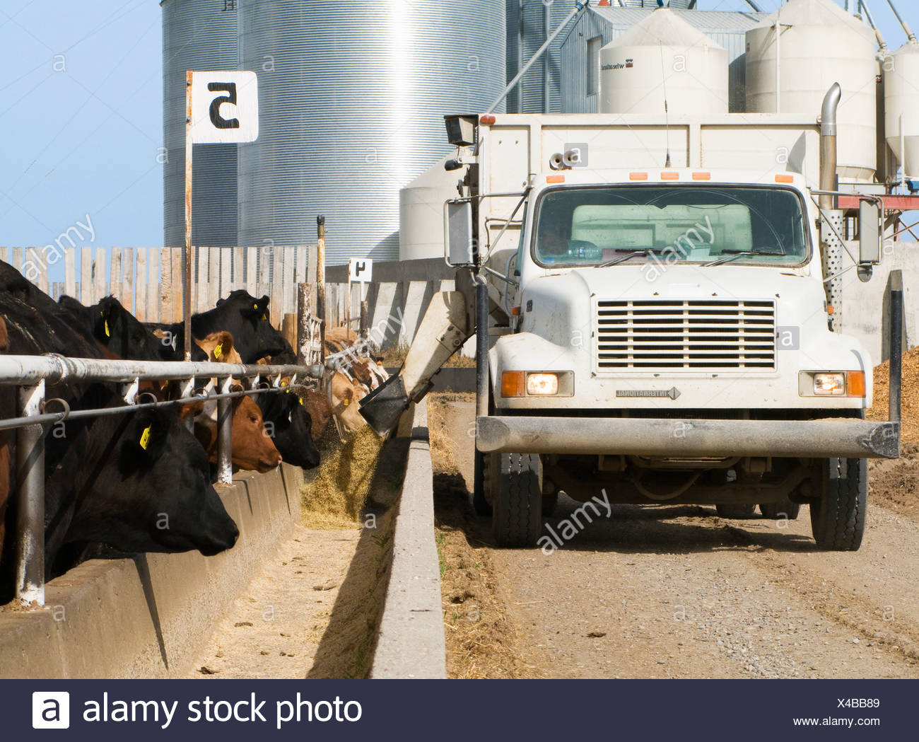 Feedlot Feed Bunk Stock Photos & Feedlot Feed Bunk Stock Images - Alamy