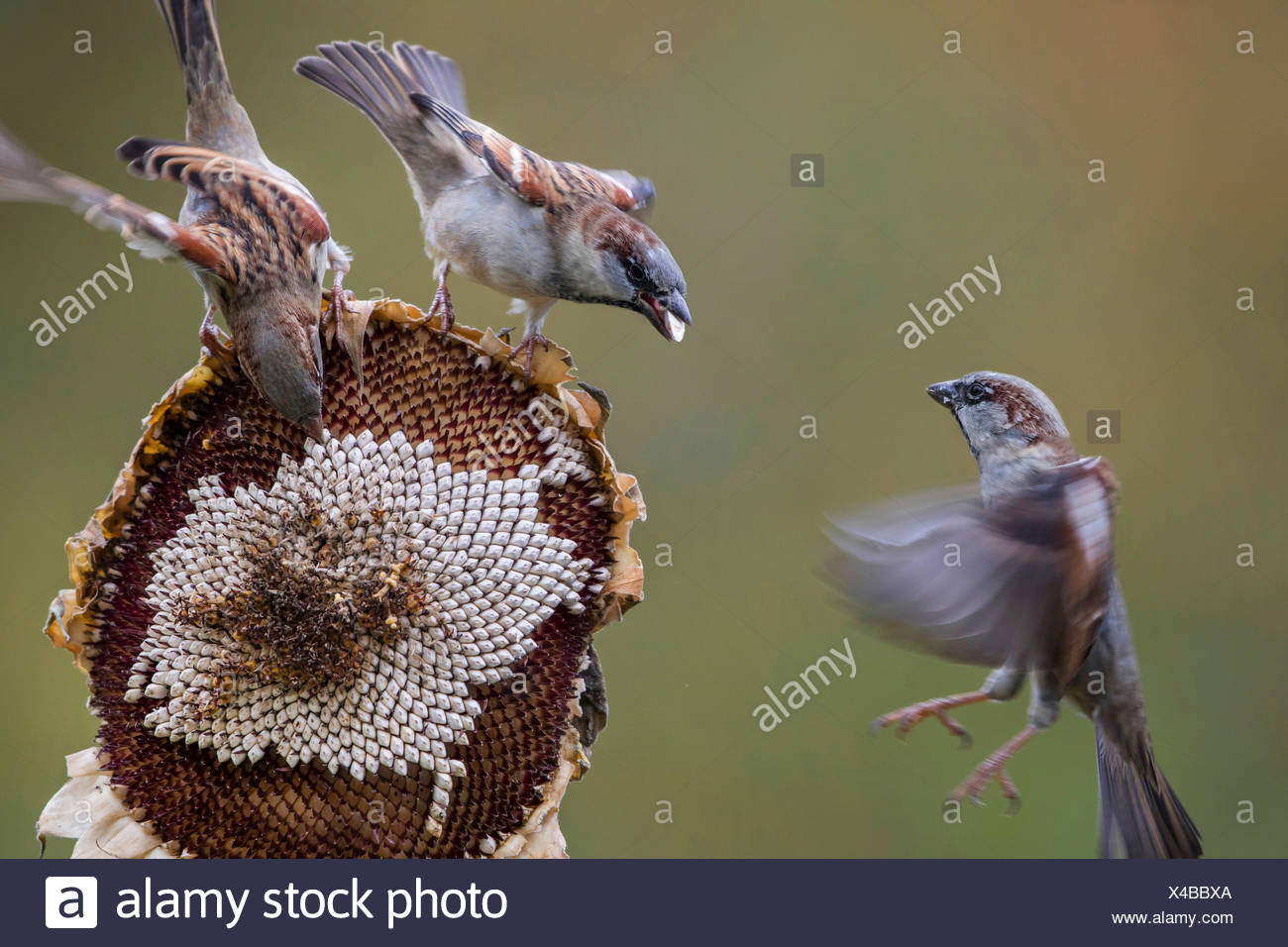 Vogel Futter High Resolution Stock Photography and Images - Alamy