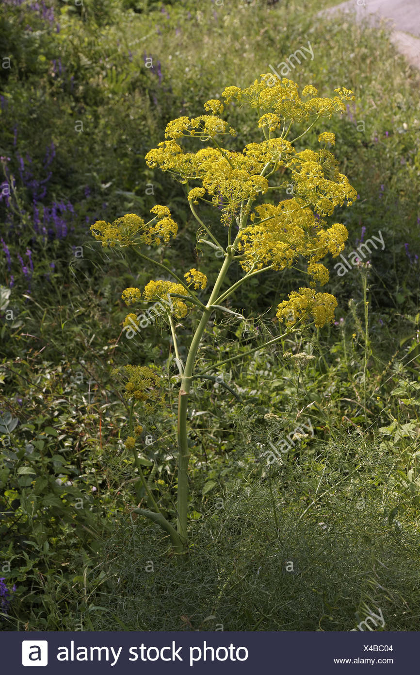 Giant Fennel Yellow Flower Stock Photos & Giant Fennel Yellow Flower ...