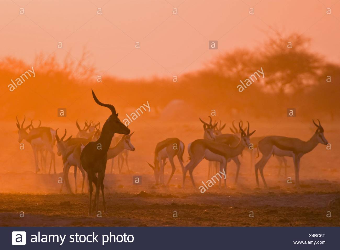 The Springbok And The Impala High Resolution Stock Photography and ...