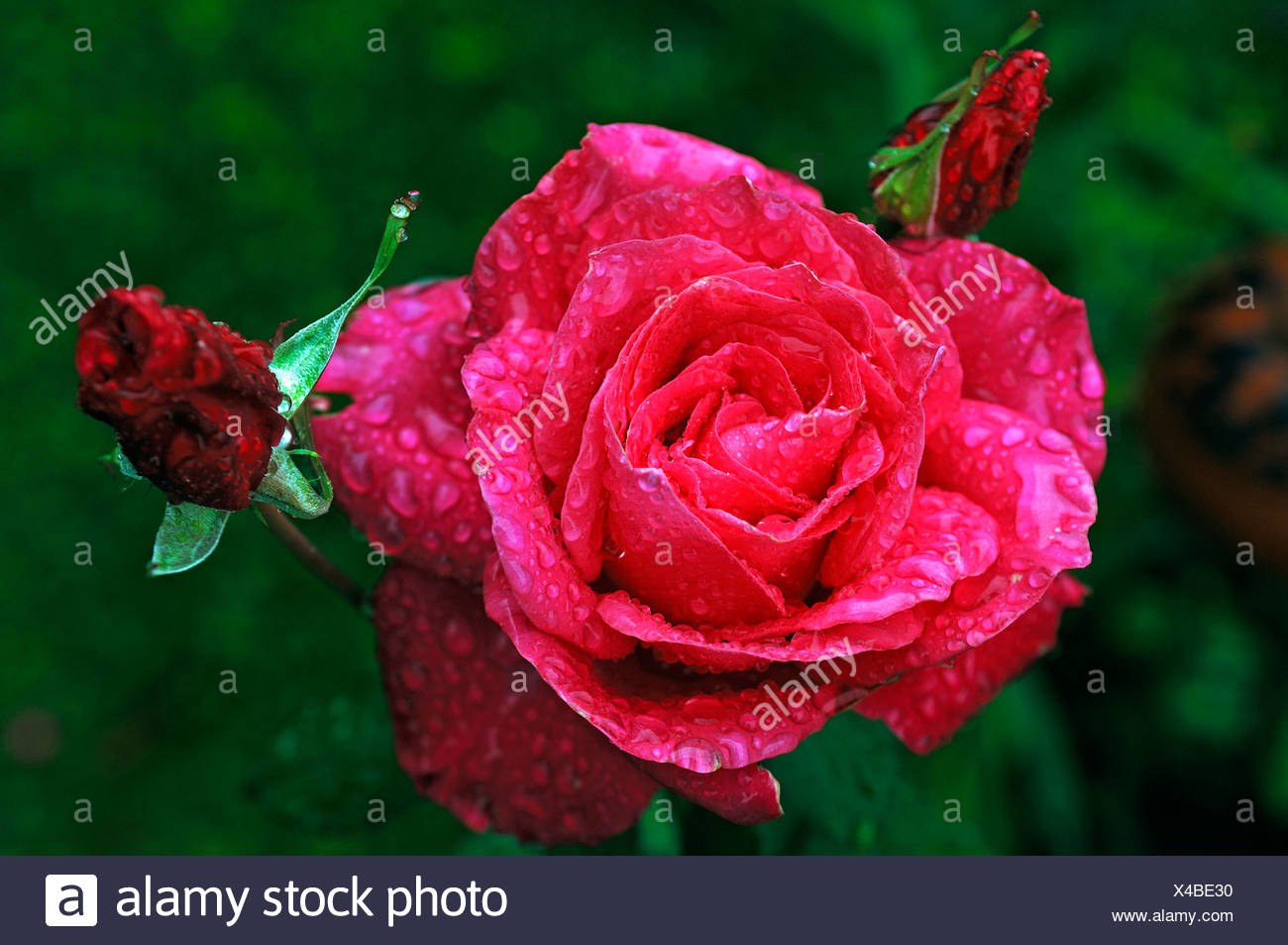 Peter Frankenfeld High Resolution Stock Photography and Images - Alamy