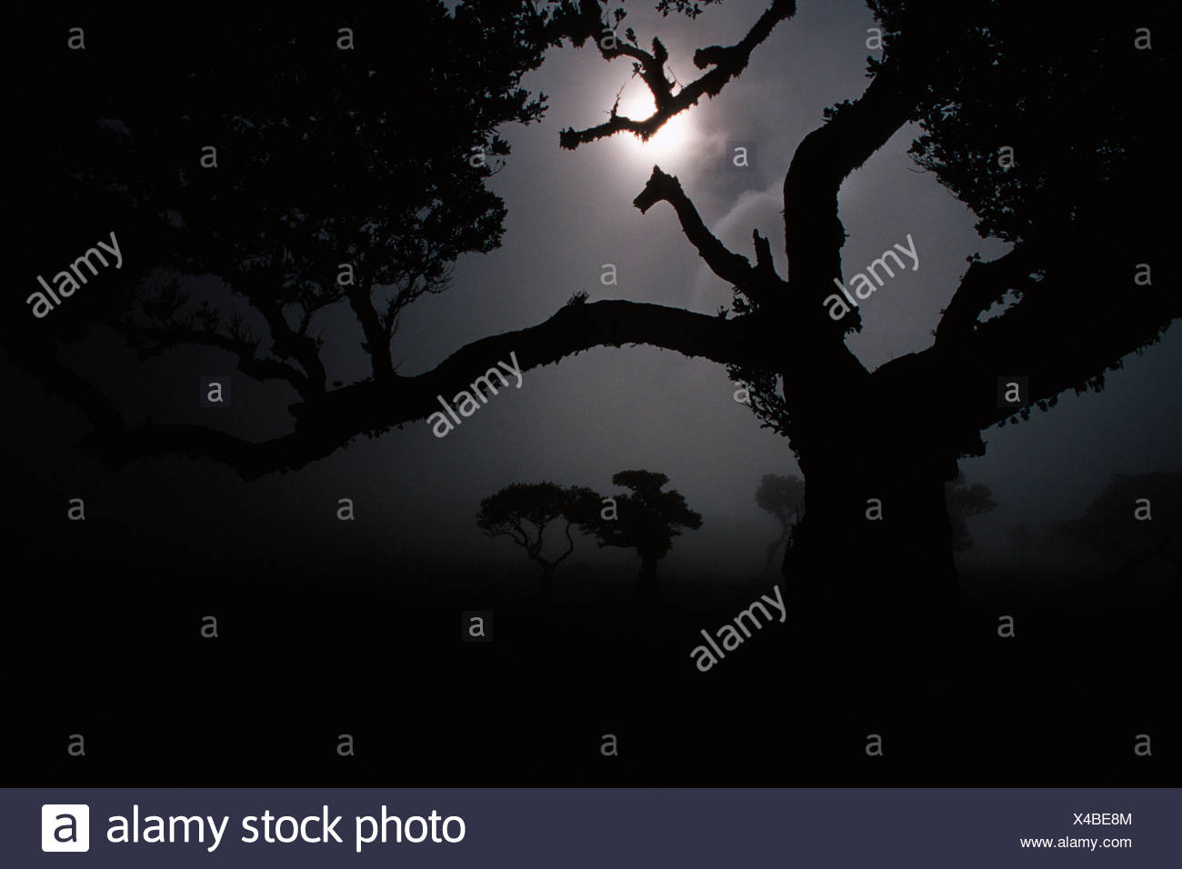 Azorean Botany High Resolution Stock Photography and Images - Alamy