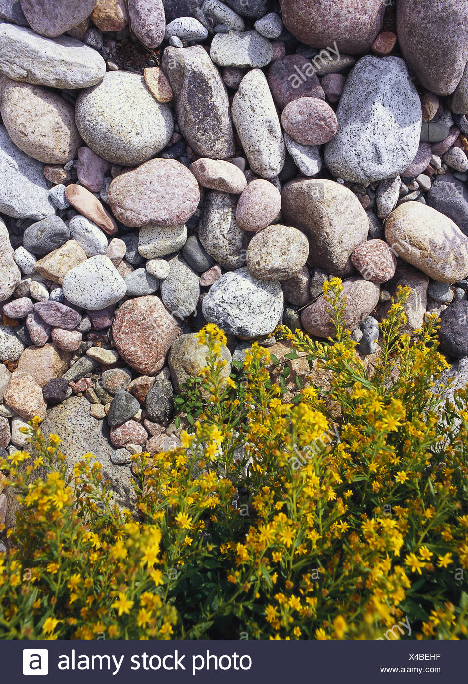 Pebble Plants High Resolution Stock Photography and Images - Alamy