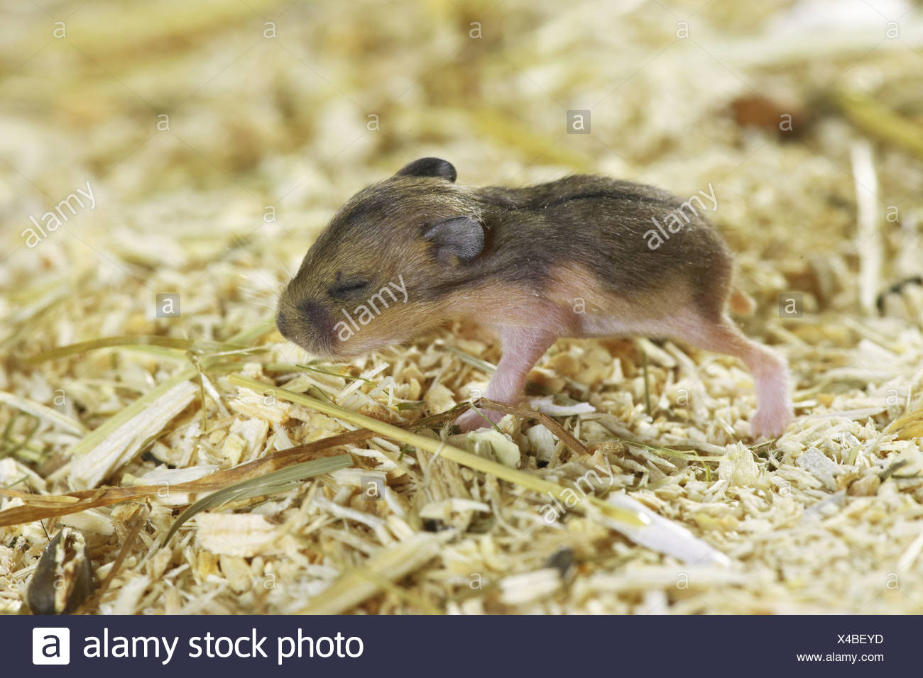 Campbells Dwarf Hamster High Resolution Stock Photography and Images ...