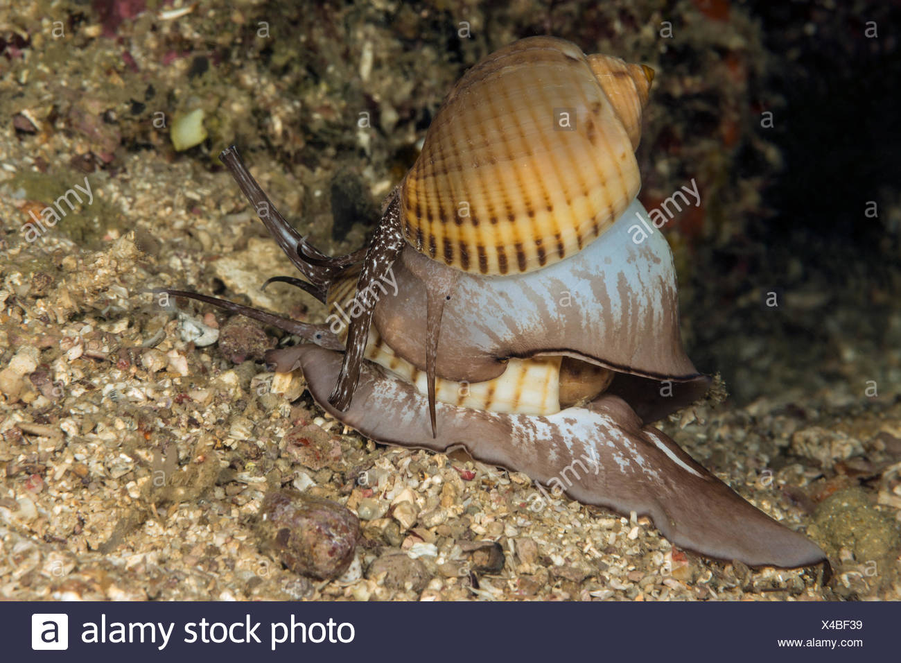 Tonna Canaliculata High Resolution Stock Photography and Images - Alamy