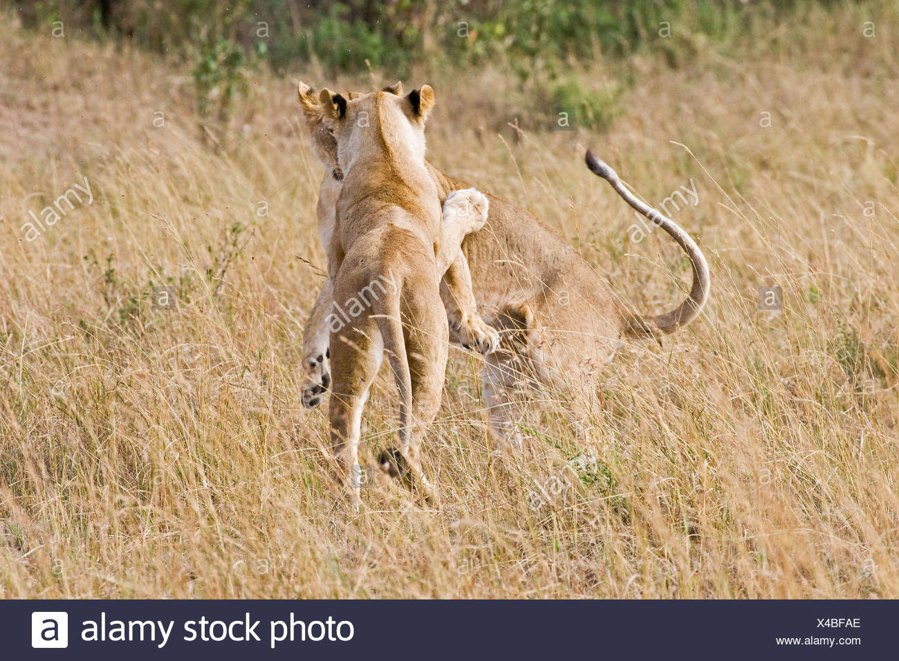 Leaping Lion High Resolution Stock Photography and Images - Alamy