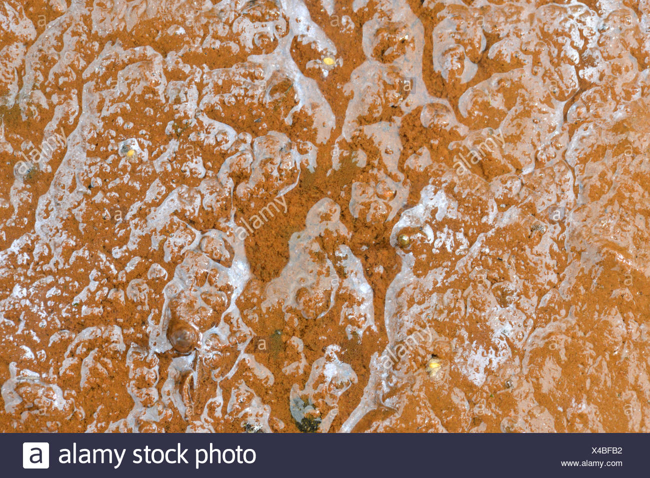 Ochracea High Resolution Stock Photography and Images - Alamy