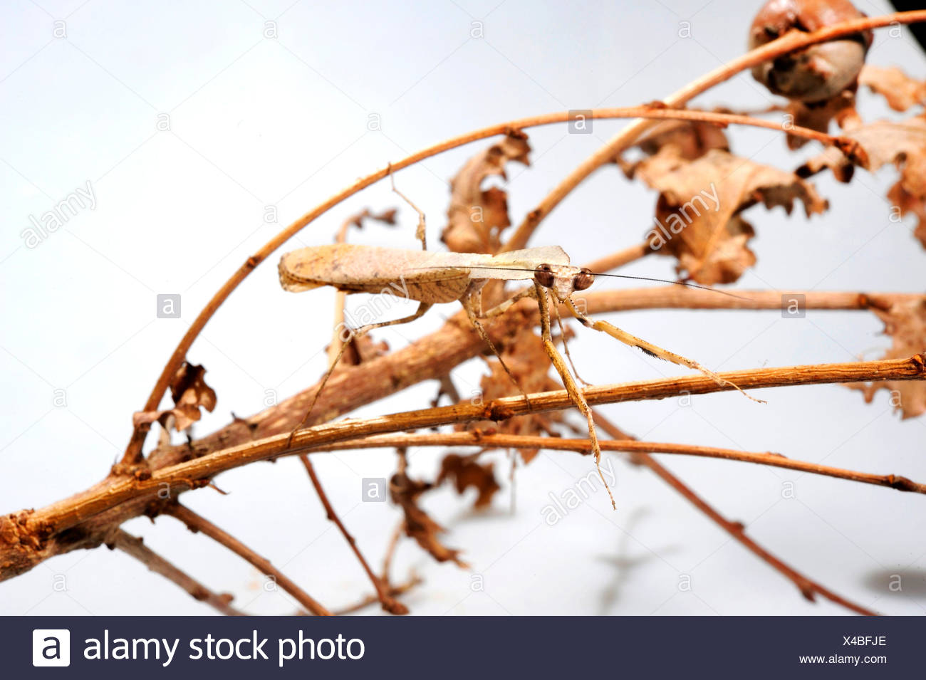Mantis Camouflage High Resolution Stock Photography and Images - Alamy