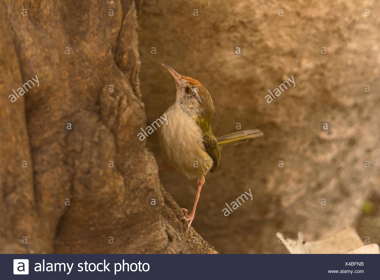 Sutorius High Resolution Stock Photography and Images - Alamy