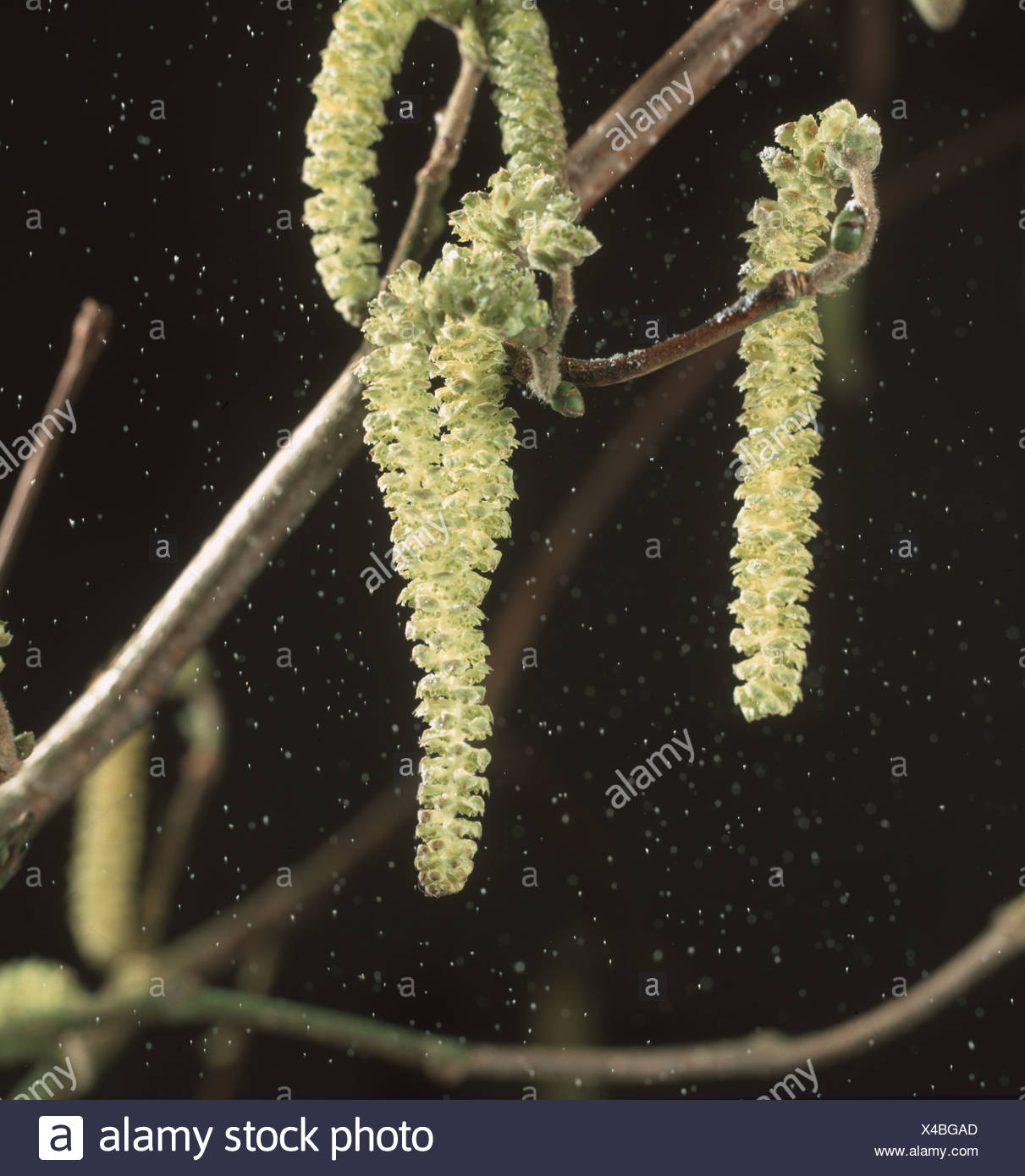 Wind Dispersal Of Pollen High Resolution Stock Photography and Images ...