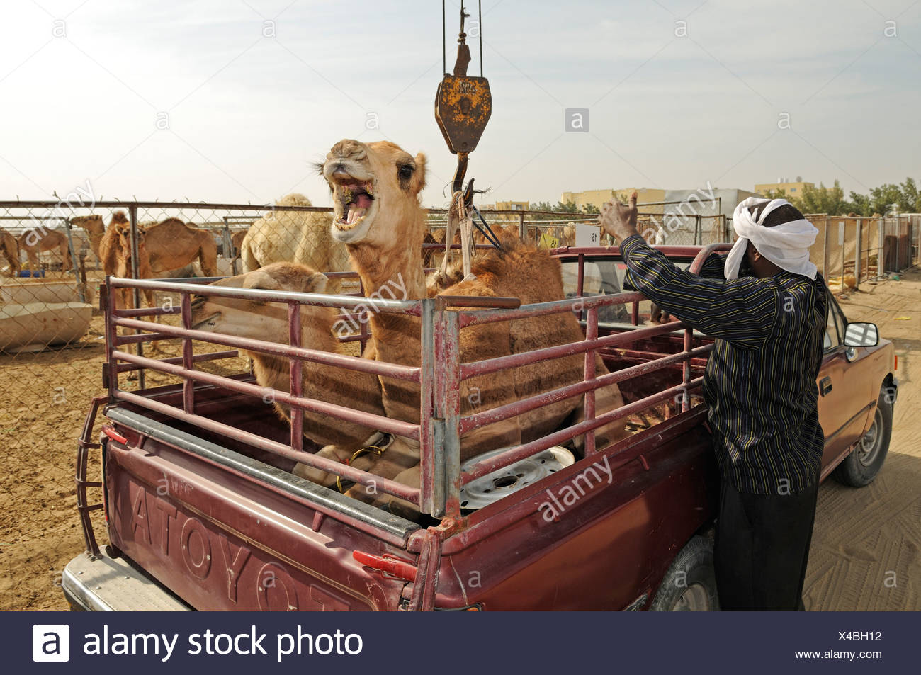 Loaded Camel Stock Photos & Loaded Camel Stock Images - Alamy