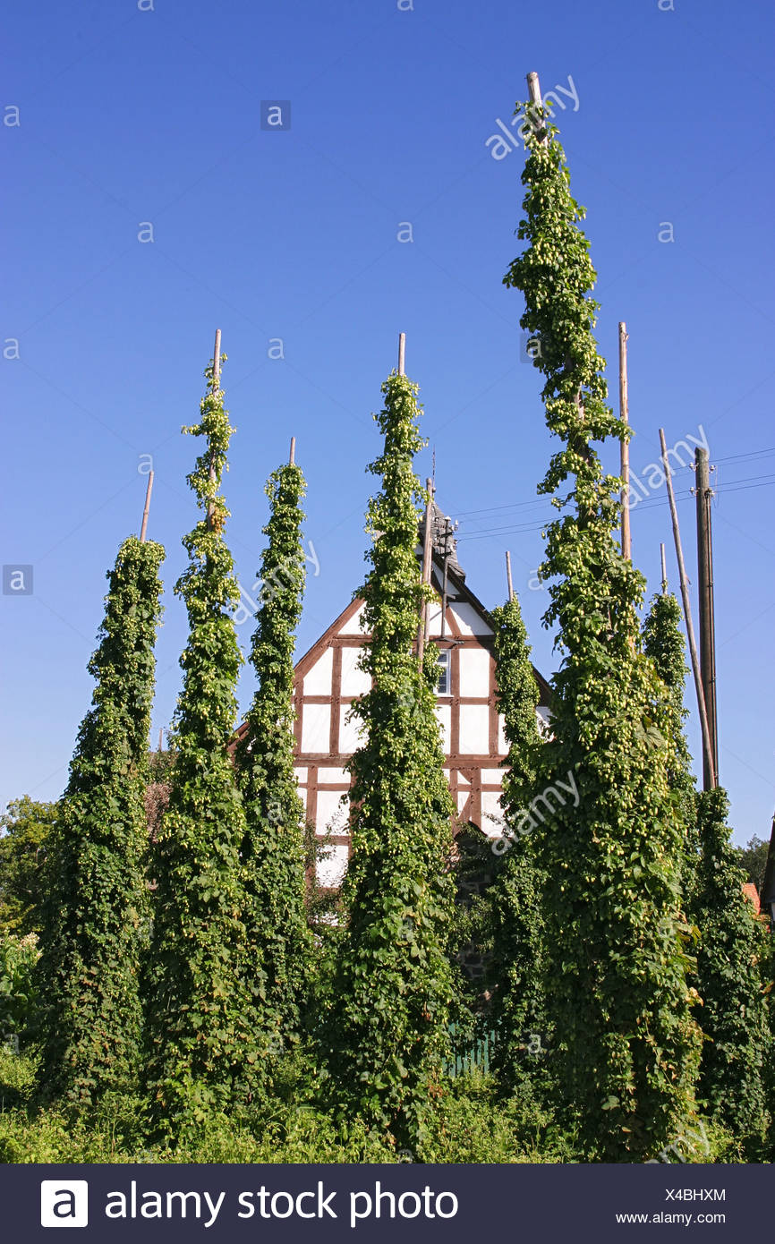 Hop Poles High Resolution Stock Photography and Images - Alamy