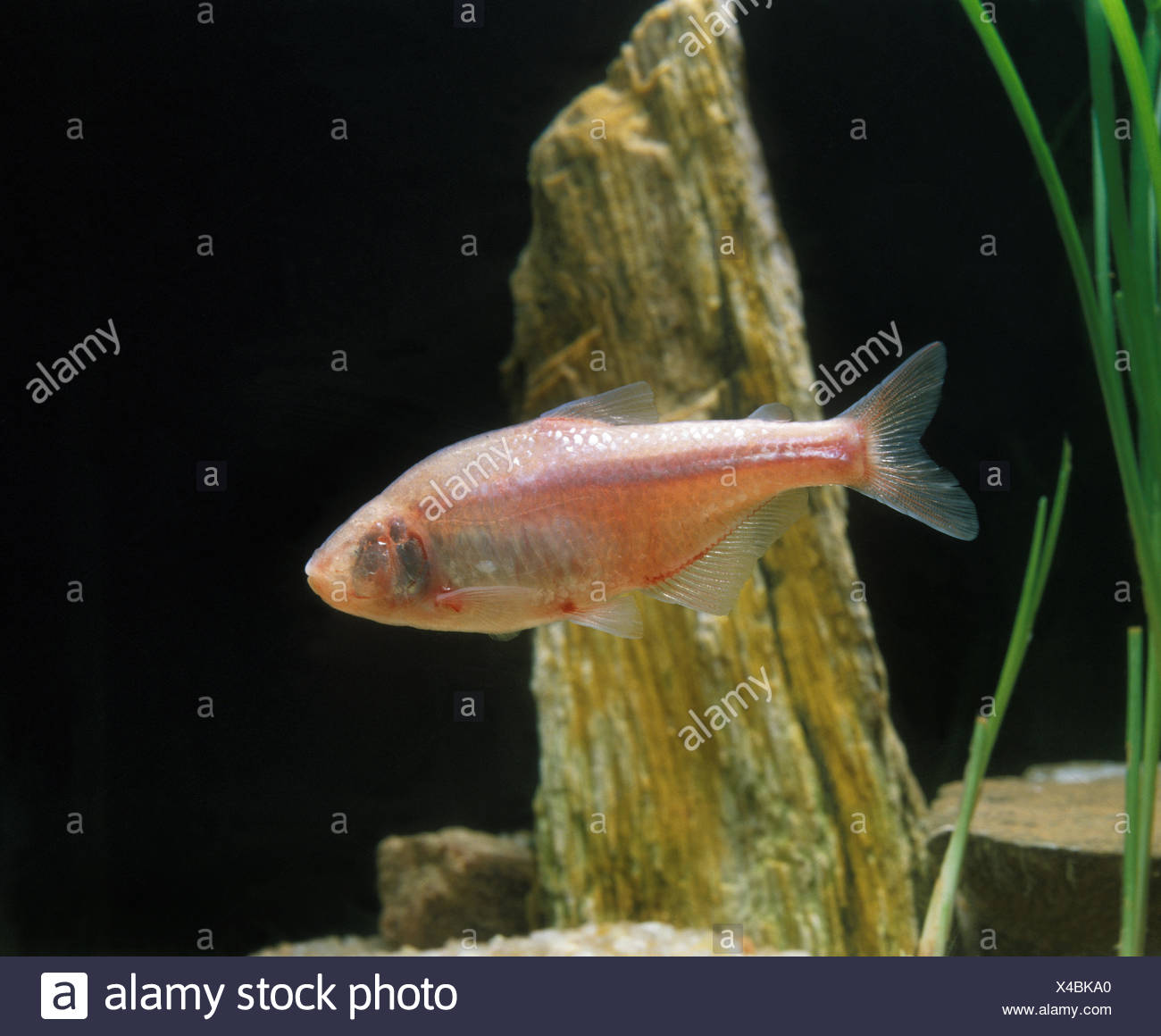 Mexican Tetras High Resolution Stock Photography and Images - Alamy