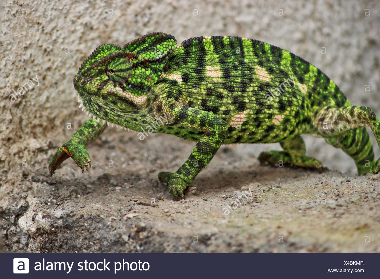 Indian Chameleon High Resolution Stock Photography and Images - Alamy