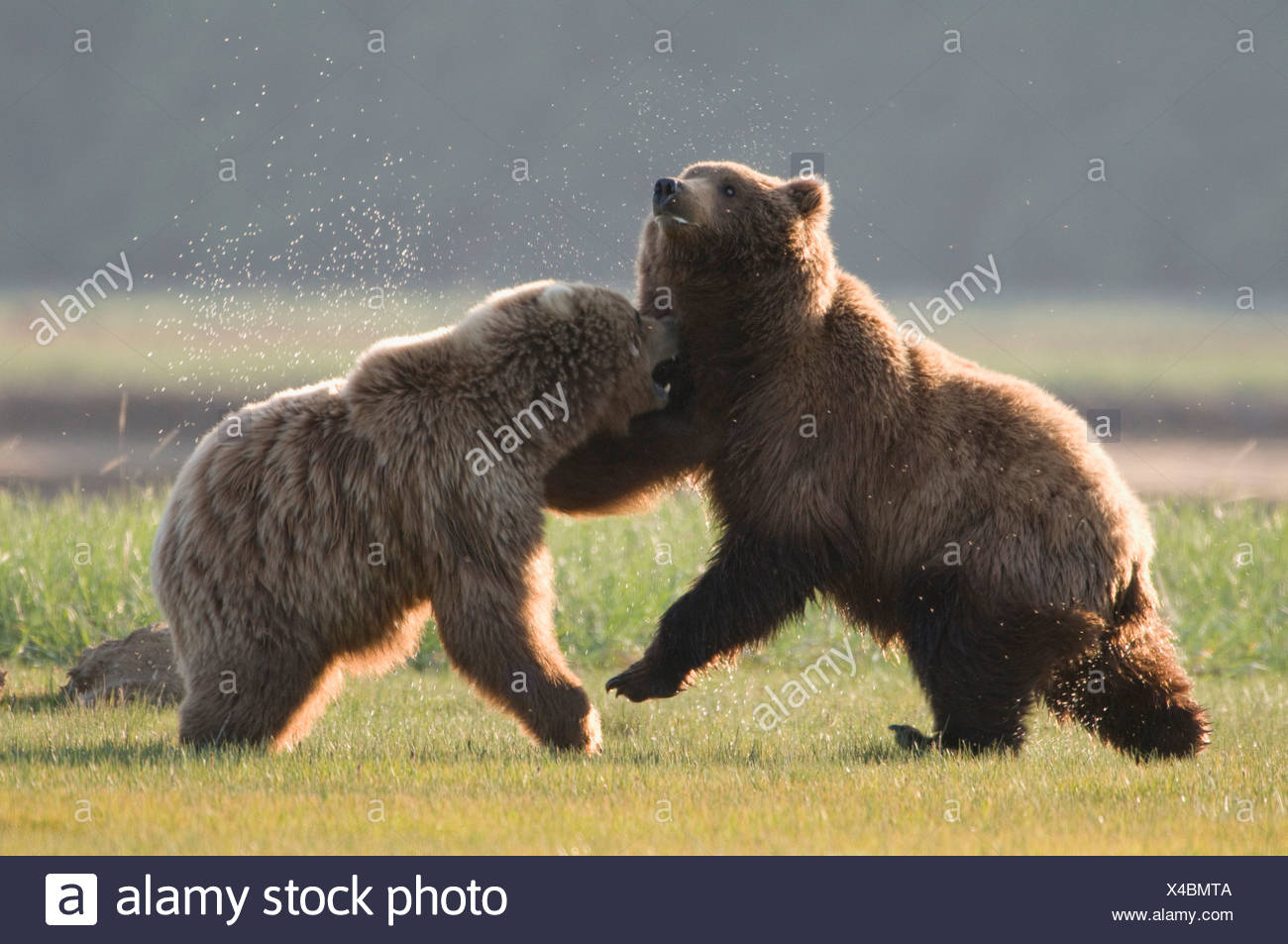 Kodiak Bear Fighting High Resolution Stock Photography and Images - Alamy