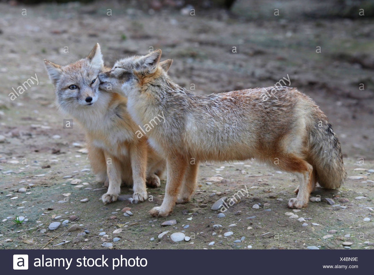 Swift Fox High Resolution Stock Photography and Images - Alamy