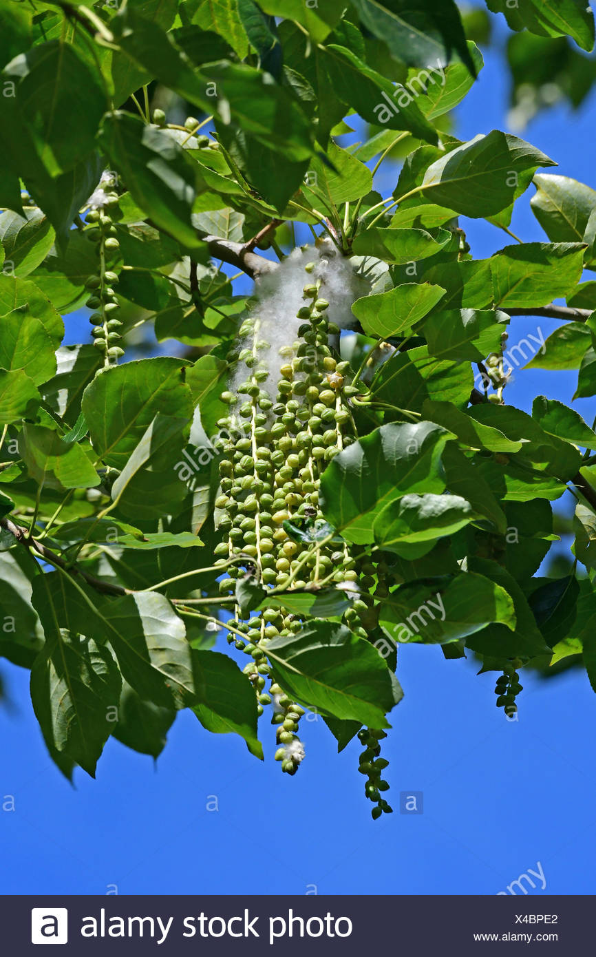 Poplar Seeds High Resolution Stock Photography and Images - Alamy