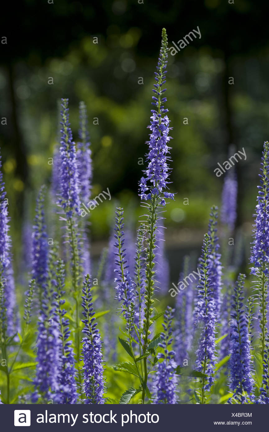 Long Leaf Veronica High Resolution Stock Photography and Images - Alamy