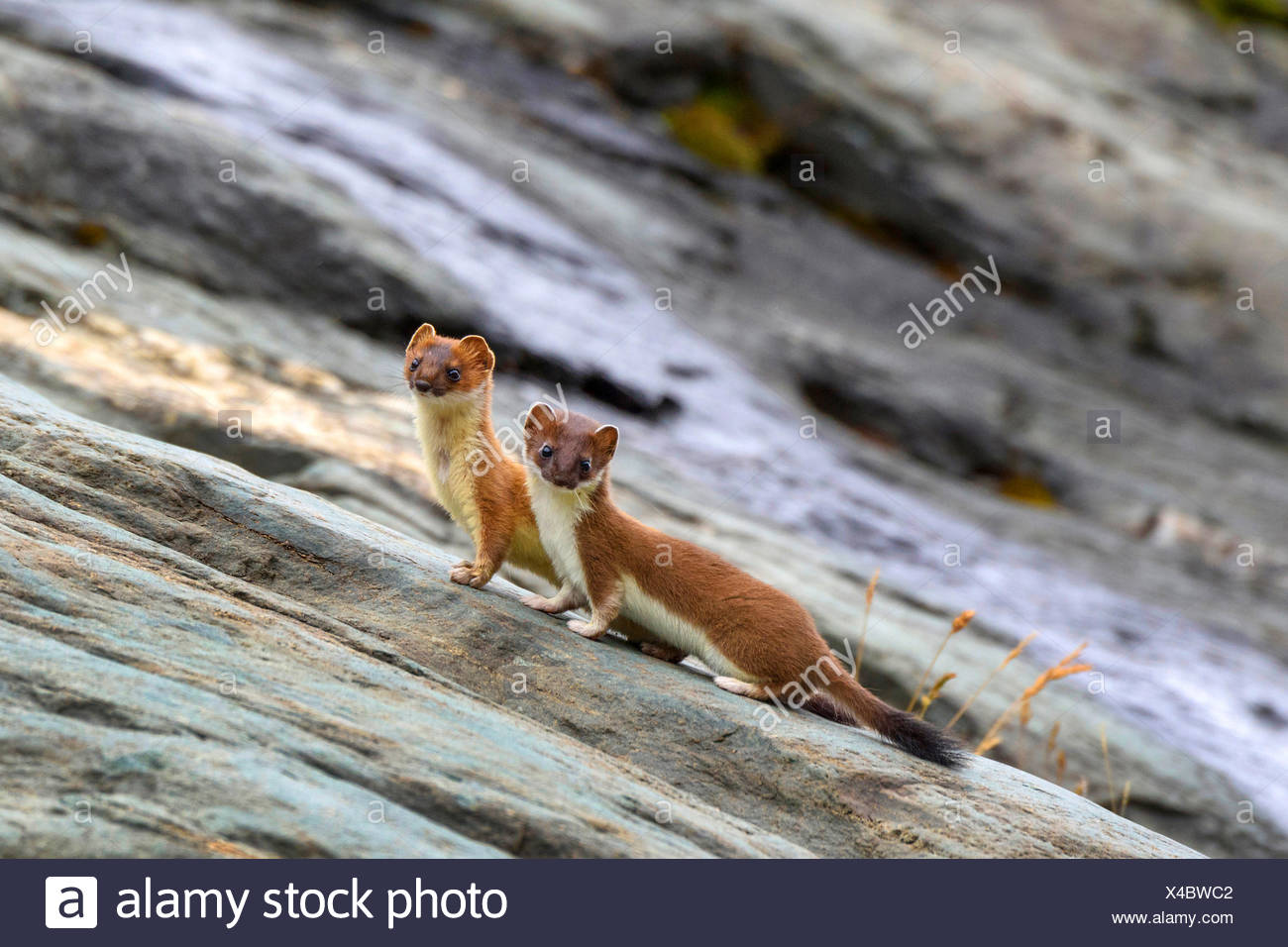 Ermines High Resolution Stock Photography and Images - Alamy