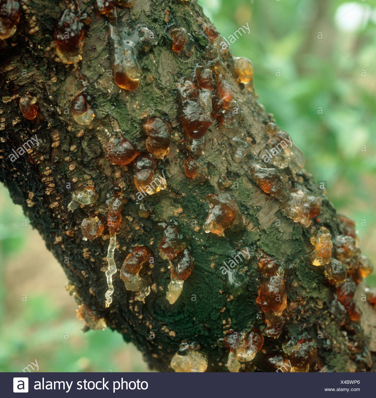 Exudation Stock Photos & Exudation Stock Images - Alamy