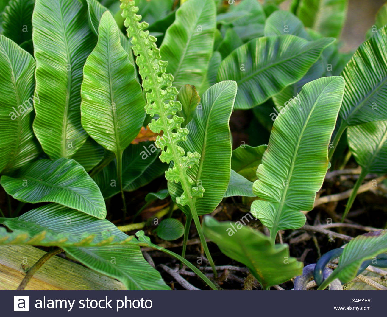 Bear's Foot Fern High Resolution Stock Photography and Images - Alamy