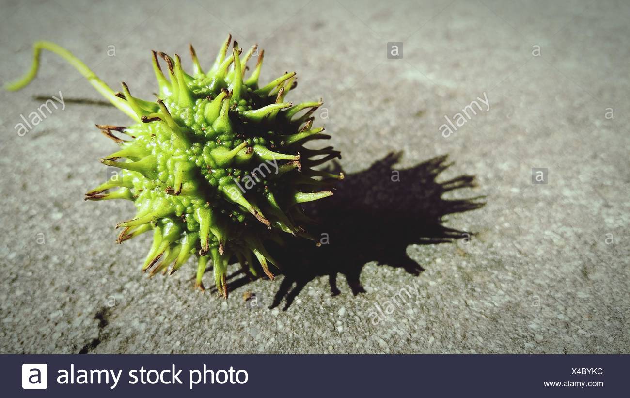 Spiky Fruit High Resolution Stock Photography and Images - Alamy