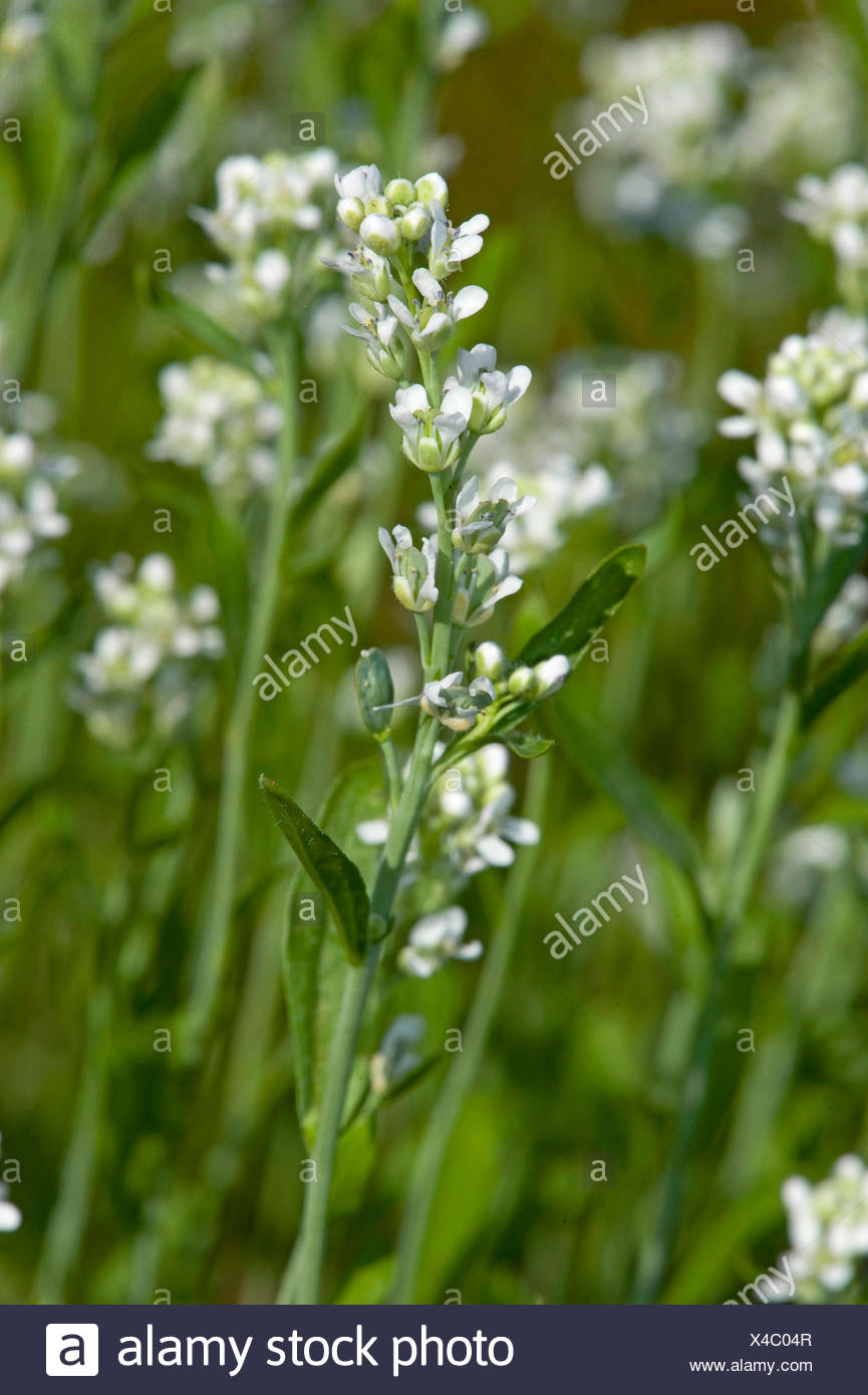 Cress Crop High Resolution Stock Photography and Images - Alamy