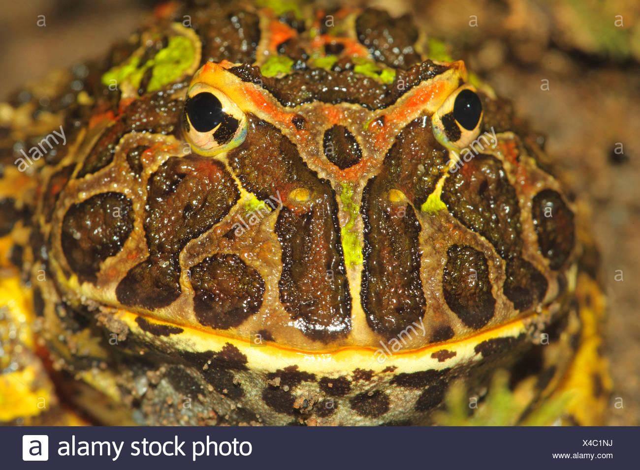 Escuerzos Stock Photos & Escuerzos Stock Images - Alamy