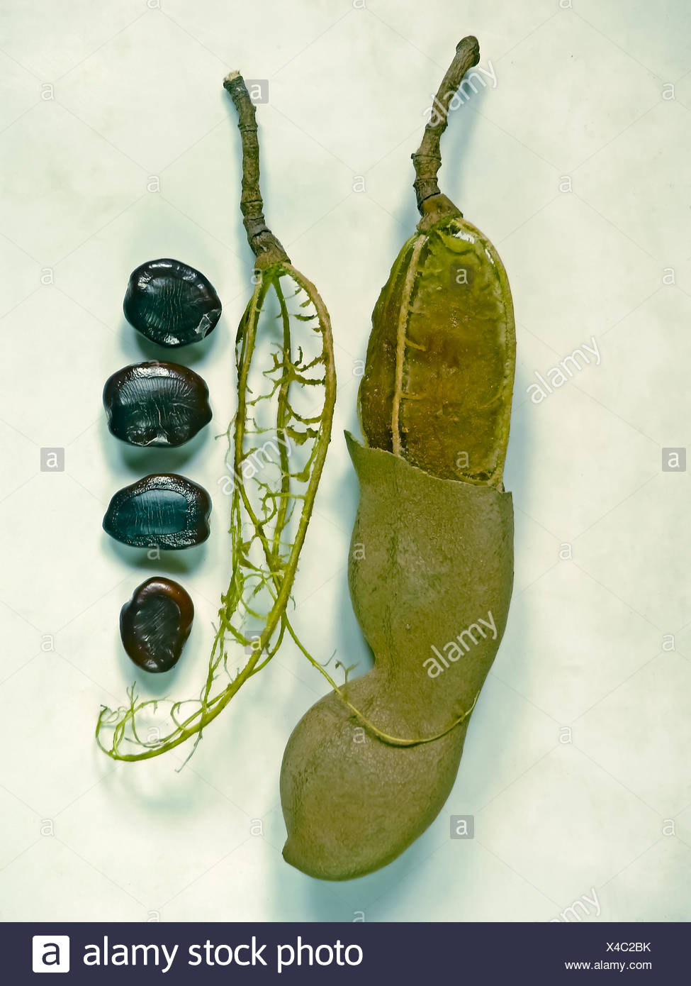 Tamarind Seed Pods High Resolution Stock Photography and Images - Alamy