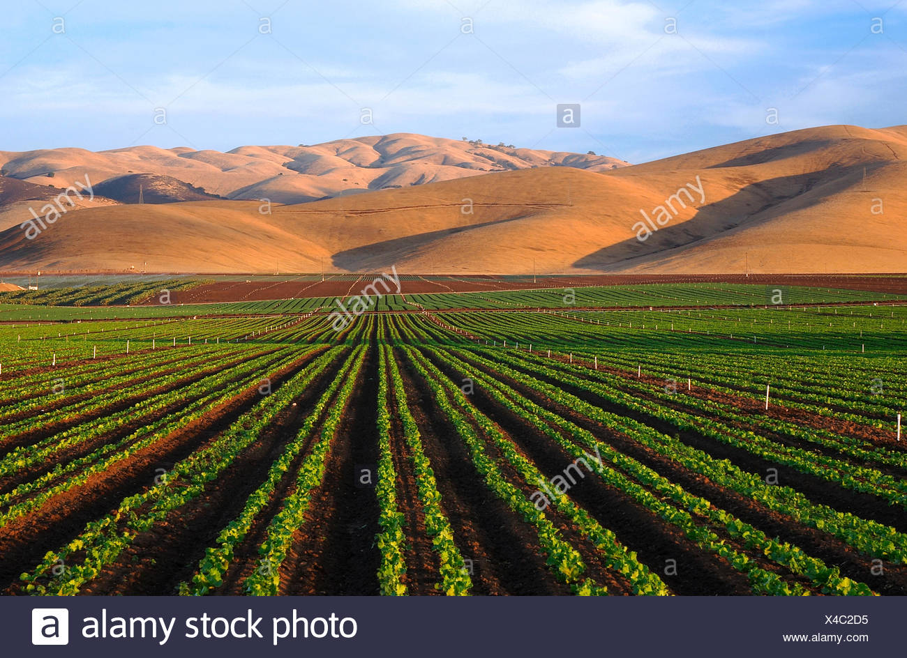 Early Growth Lettuce Field High Resolution Stock Photography and Images ...