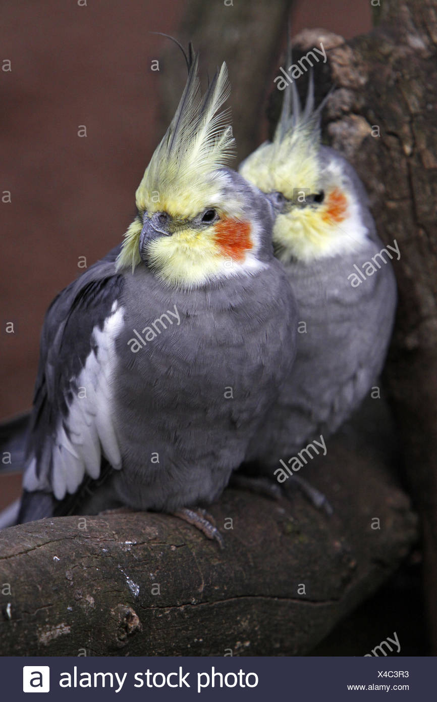 Cockatiel Couple High Resolution Stock Photography and Images - Alamy