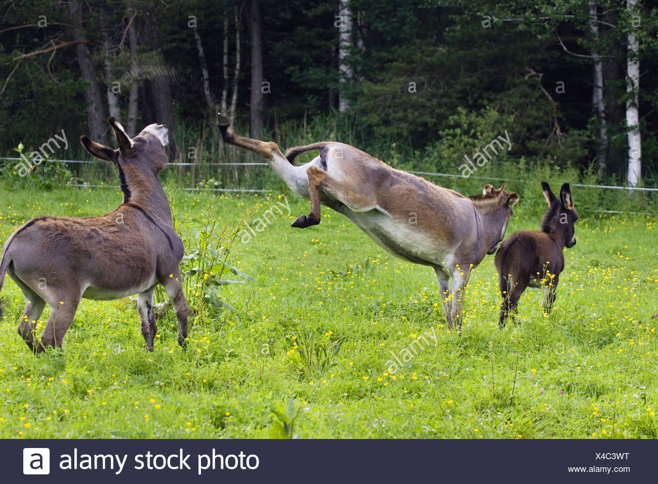 Donkey Kick Stock Photos & Donkey Kick Stock Images - Alamy