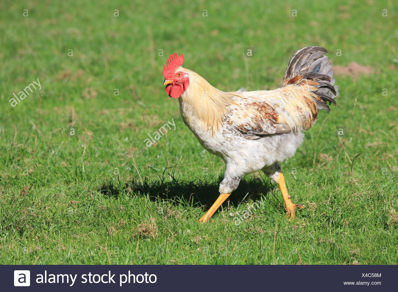 Gallus Gallus Domesticus High Resolution Stock Photography and Images ...