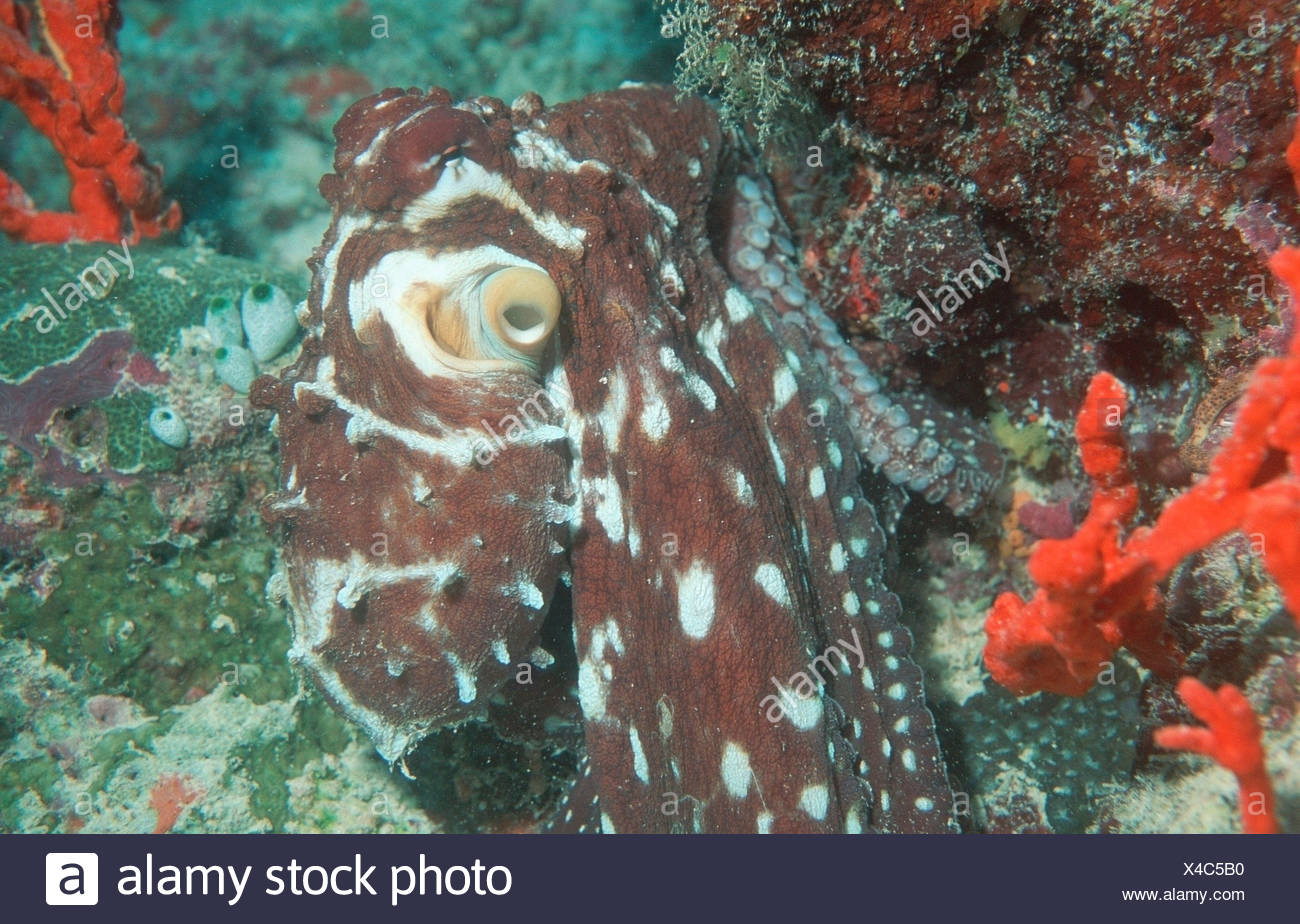 Long Armed Octopus High Resolution Stock Photography and Images - Alamy