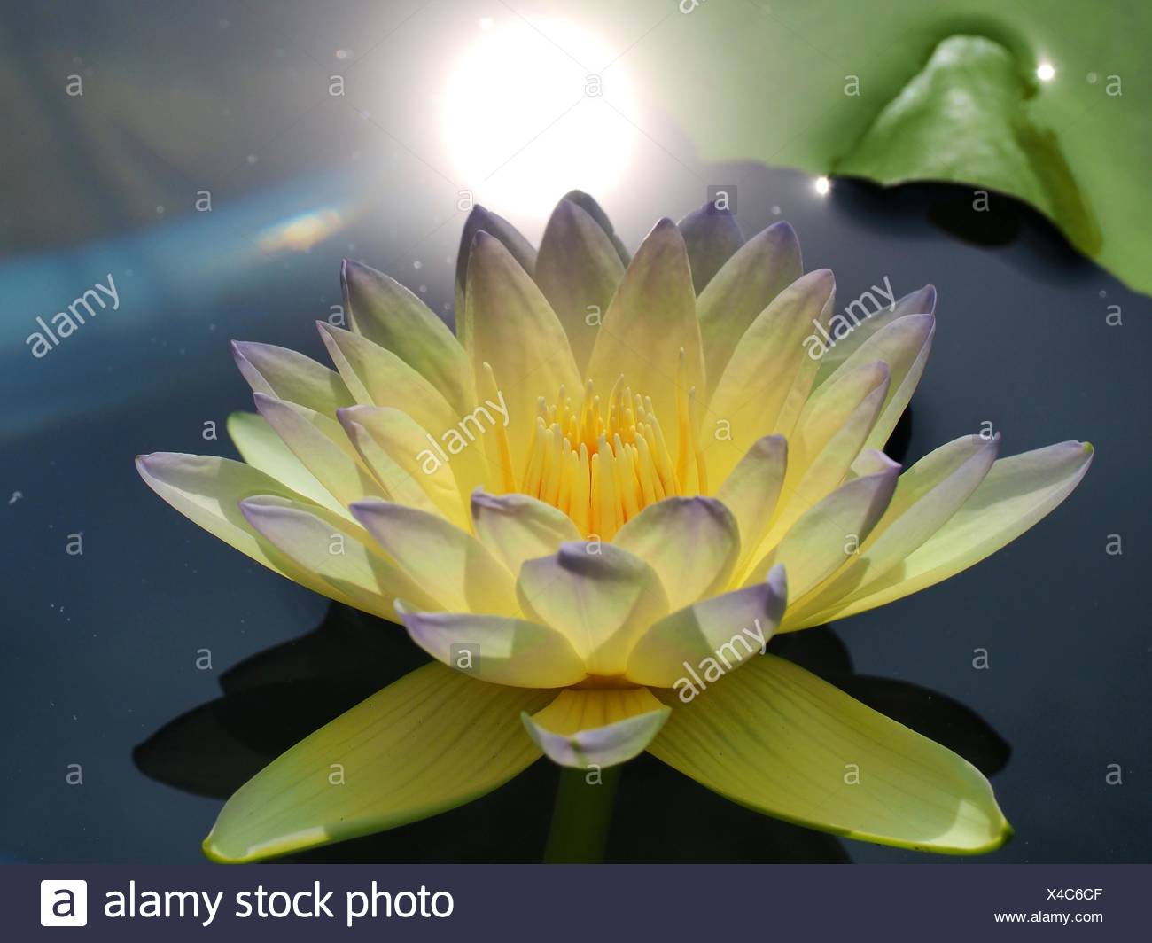 Lotus Flower Meditation Stock Photos & Lotus Flower Meditation Stock ...