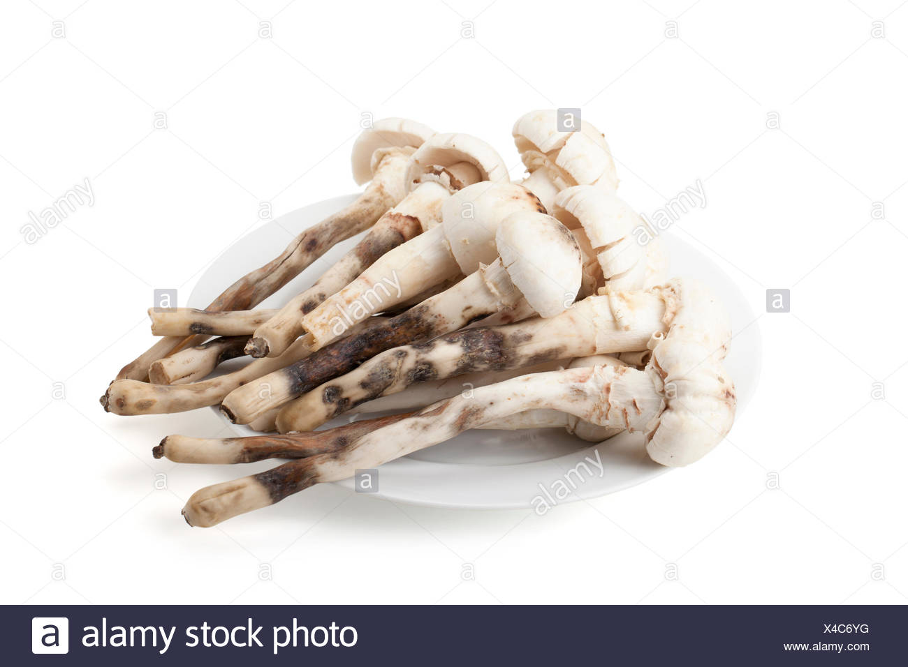 Termitomyces High Resolution Stock Photography and Images - Alamy